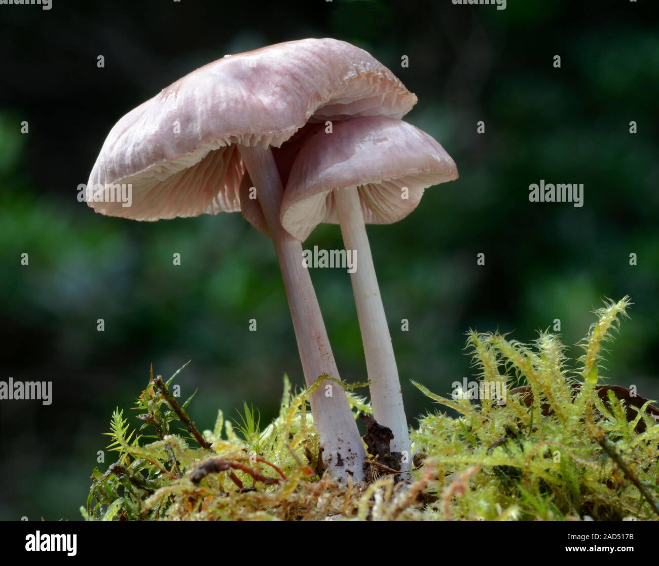 A pair of Lilac bonnet fungi (Mycena pura) growing amongst moss in a ...