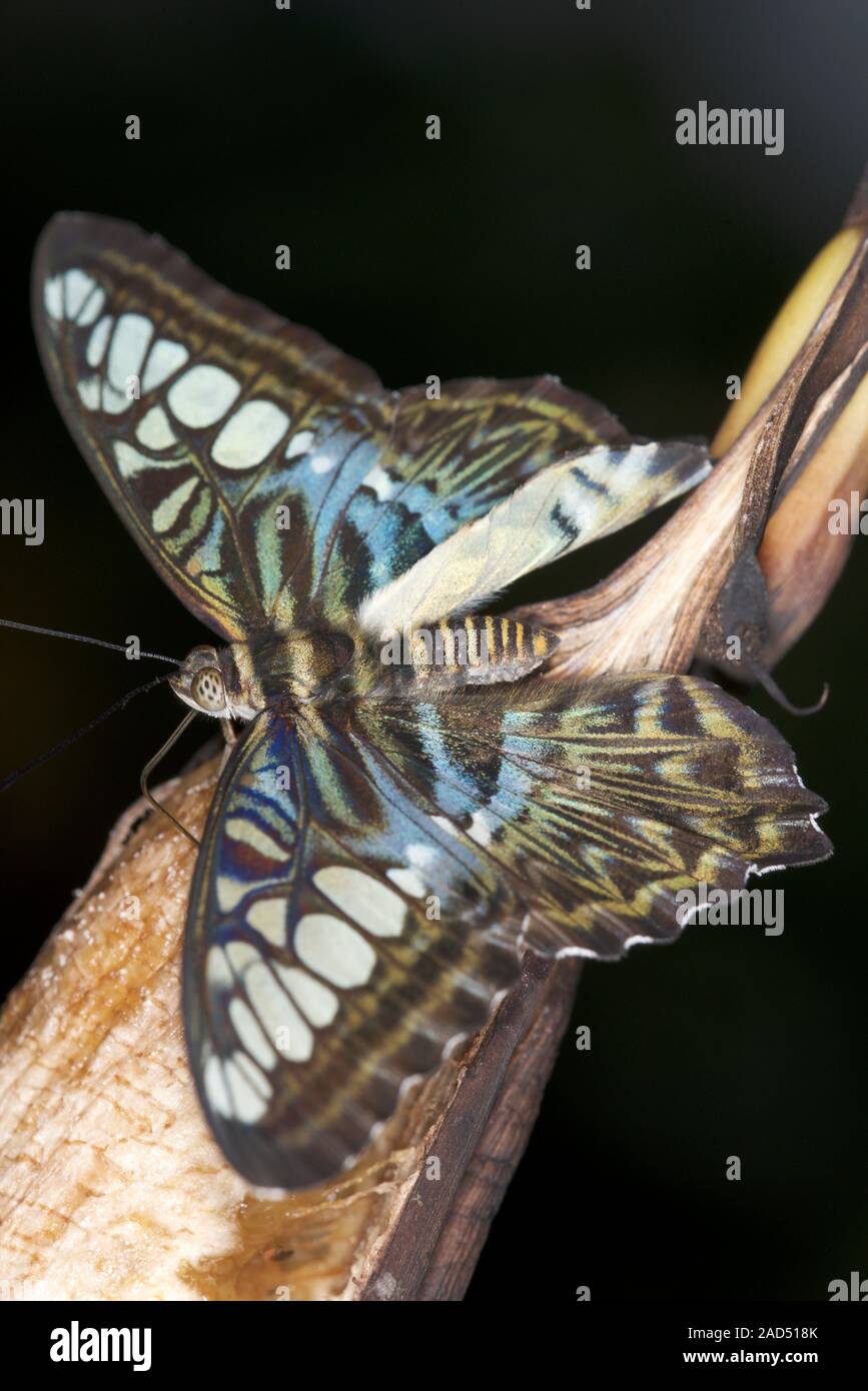 Blue clipper butterfly (Parthenos sylvia Stock Photo - Alamy