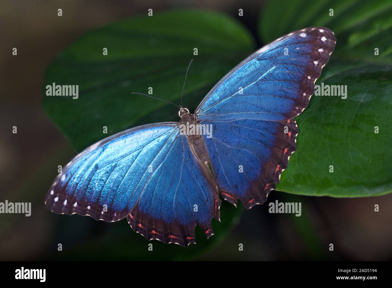 Blue Morpho butterfly (Morpho peleides) from the Amazon Rainforests of ...