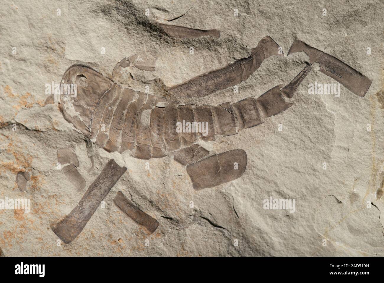 Remains of a fossilised sea scorpion, or Eurypterid (Balteurypterus ...