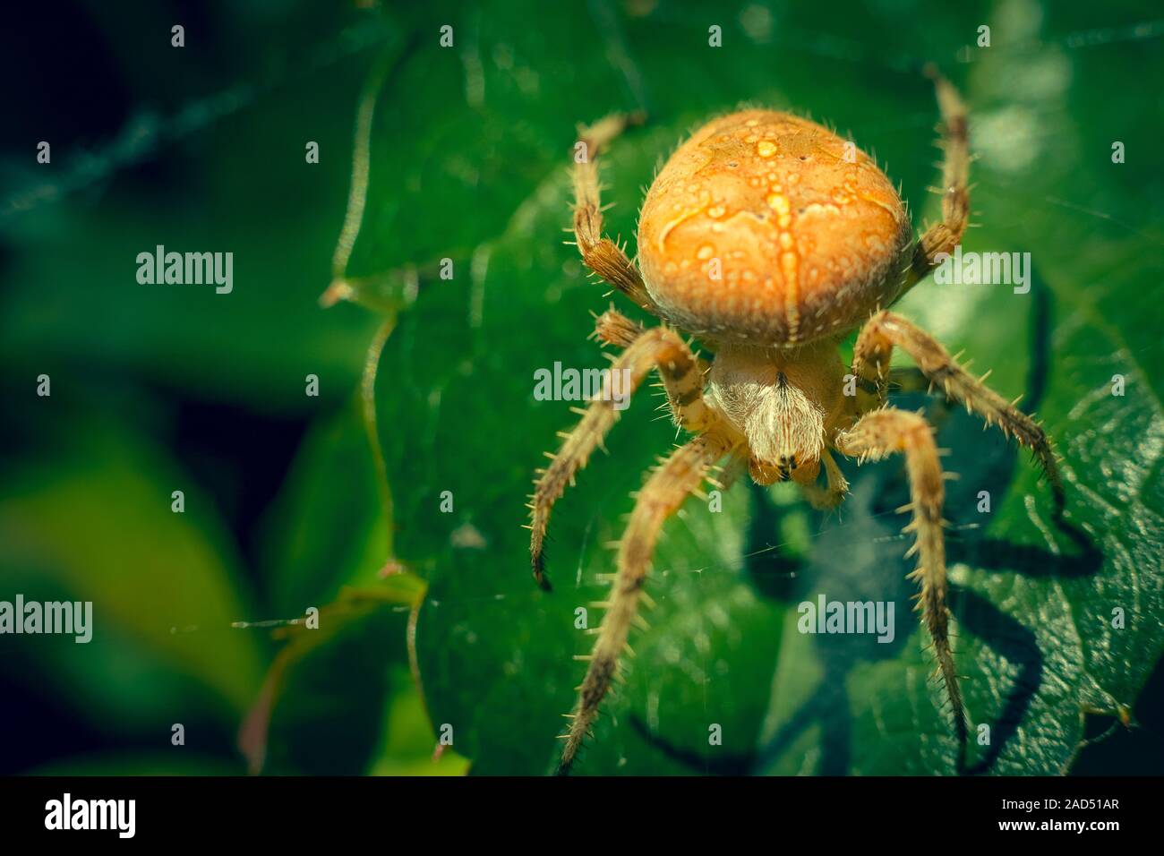 Big orange spider on green leaf with blurred background Stock Photo - Alamy