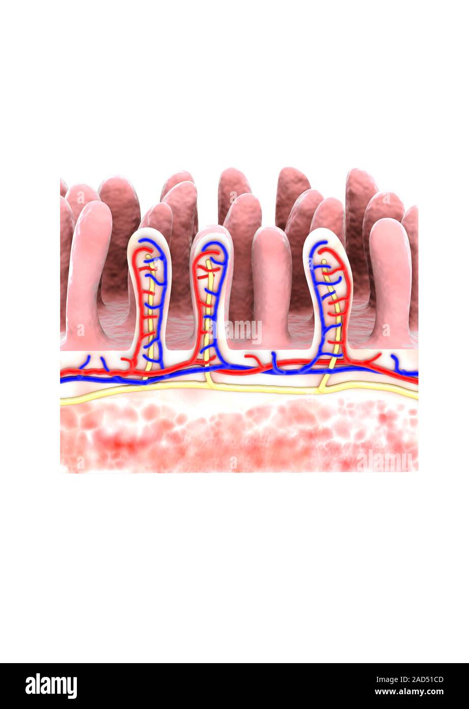 Intestinal villi. Illustration of a cross-section through intestinal ...