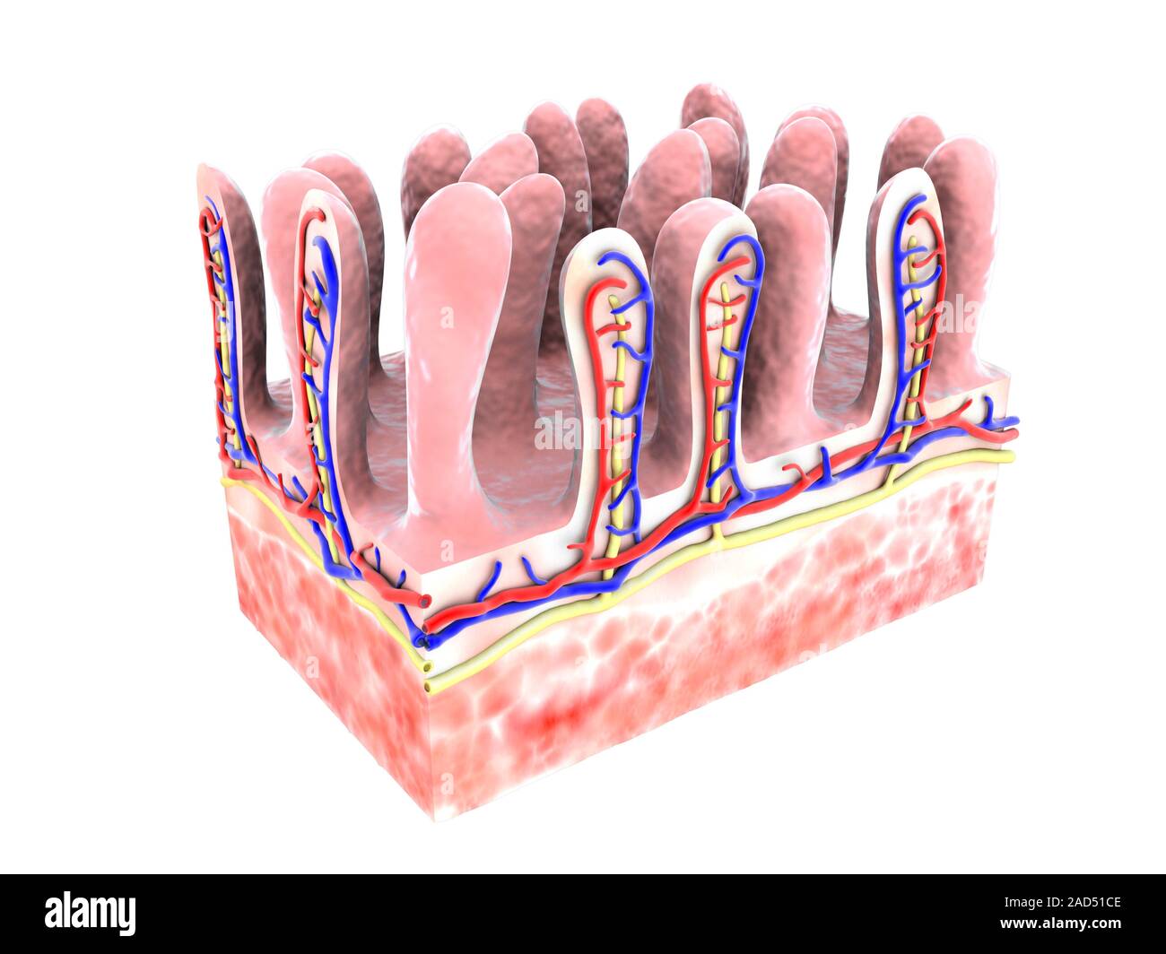 Intestinal villi. Illustration of a cross-section through intestinal ...