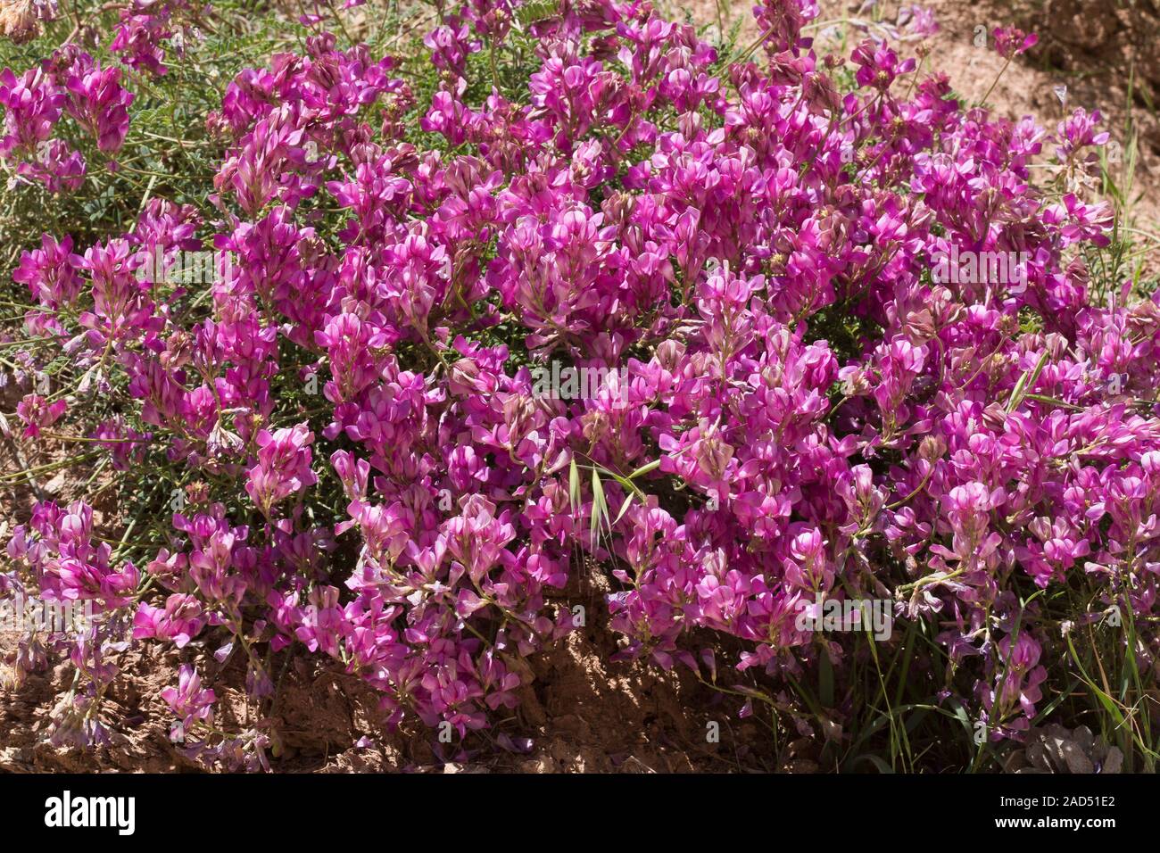 Sweetvetch (Hedysarum humile) in flower. Photographed in the Sierra de ...
