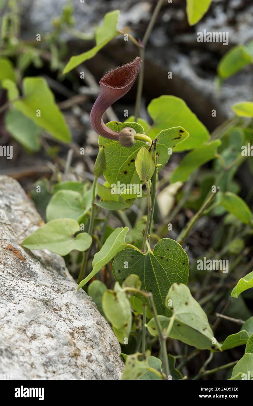 Andalusian Dutchman's pipe (Aristolochia baetica) in flower ...