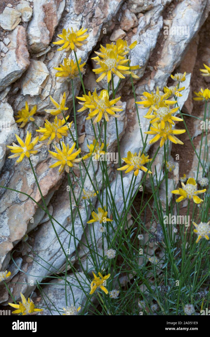 Genista umbellata in flower. Photographed near Ronda, Spain Stock Photo ...