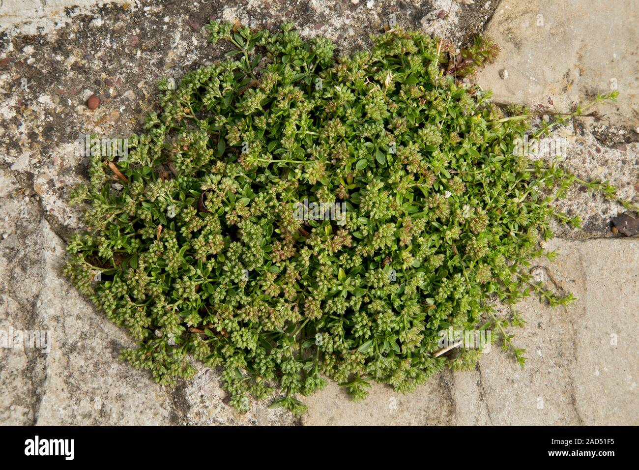 Four-leaved allseed (Polycarpon tetraphyllum) in flower in a pavement ...