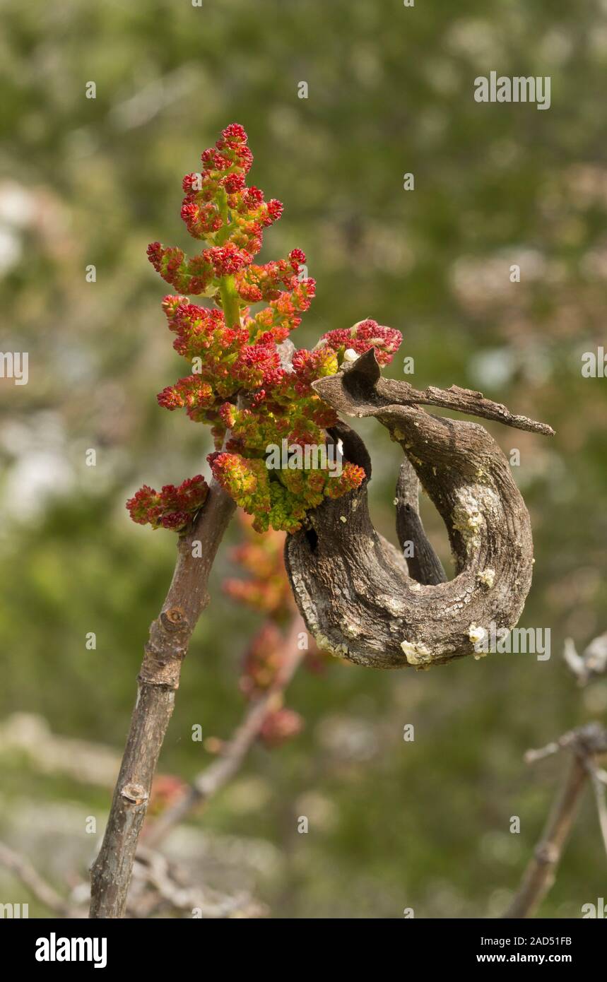 Turpentine tree (Pistacia terebinthus). Close-up of flowers on a ...