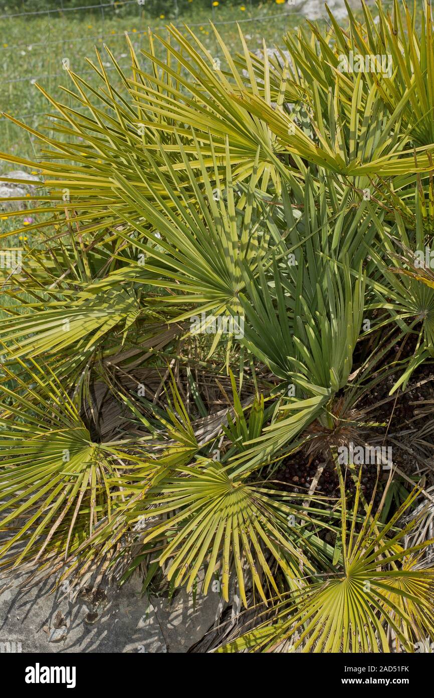 Dwarf fan palm (Chamaerops humilis). Photographed in south-west Spain Stock Photo - Alamy