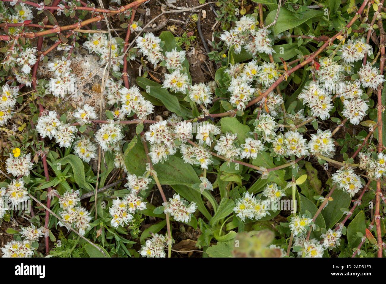 Algerian tea (Paronychia argentea) in flower. Photographed in Spain ...