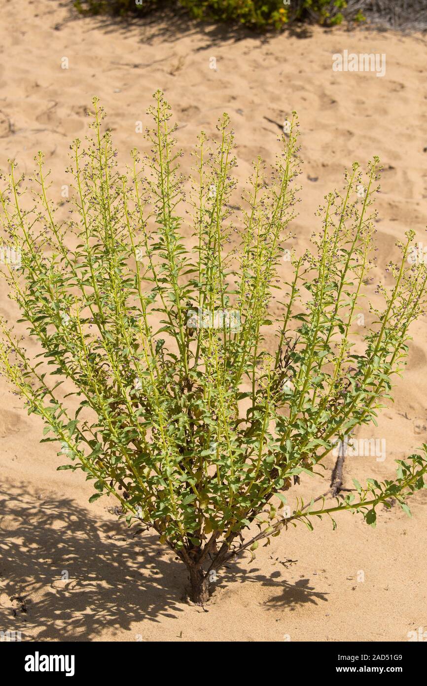 Figwort (Scrophularia frutescens) in flower on sand dunes. Photographed ...