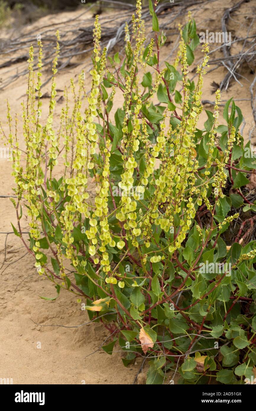 Tangier dock (Rumex tingitanus) in flower on sand dunes. Photographed ...