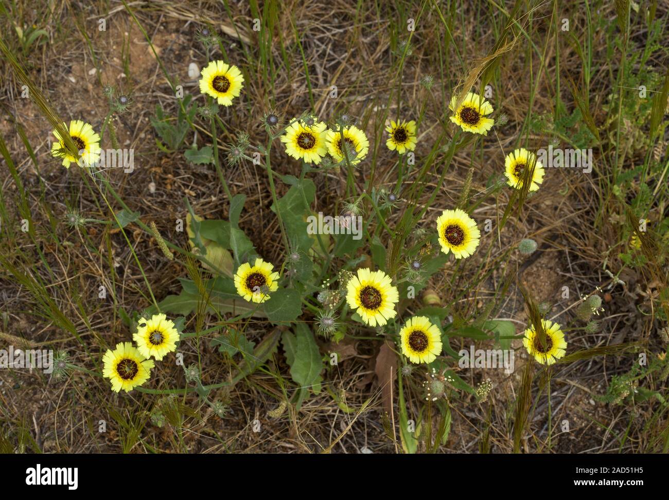 European umbrella milkwort (Tolpis barbata) in flower on sandy soil ...