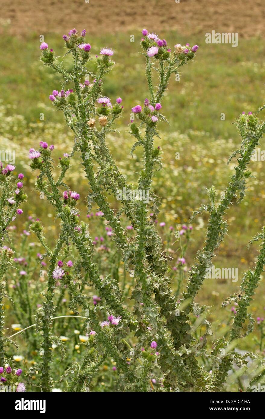 Slender-flower thistle (Carduus tenuiflorus) in flower. Photographed in ...