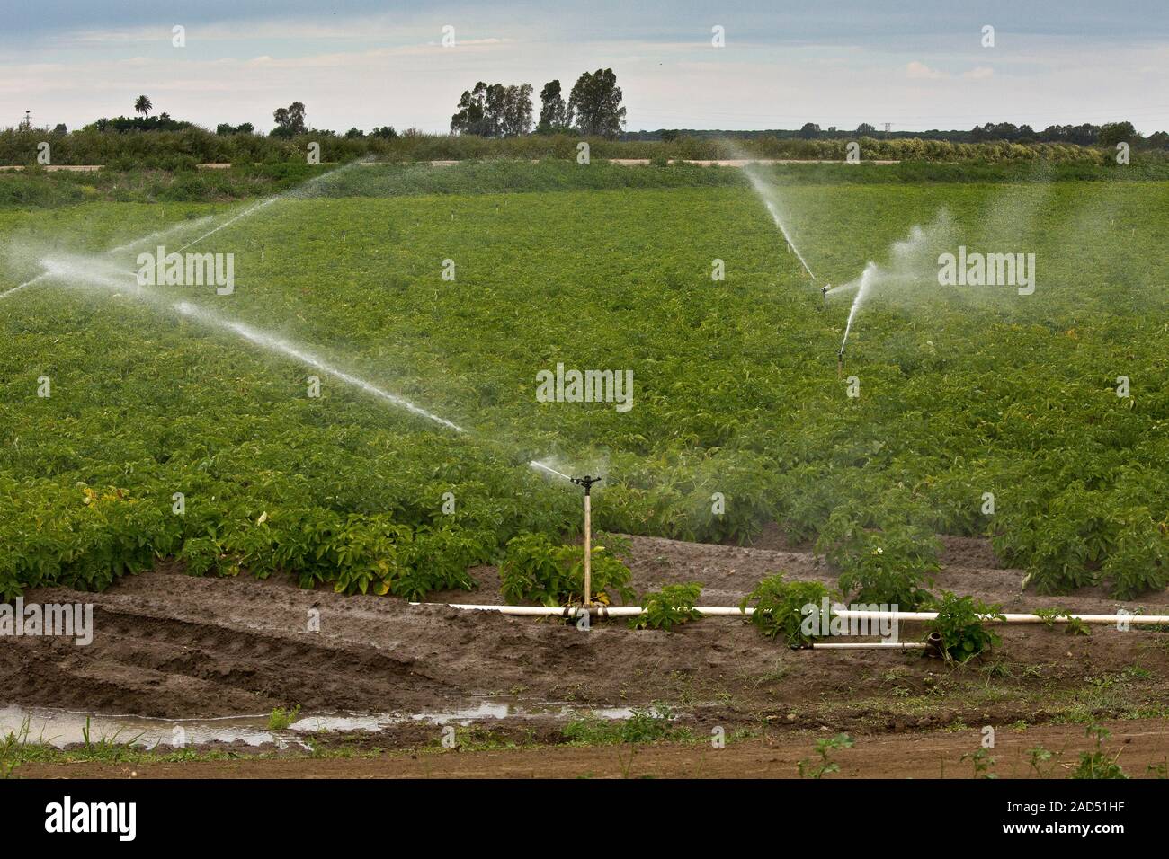 Agricultural irrigation. Irrigation system watering potato (Solanum ...