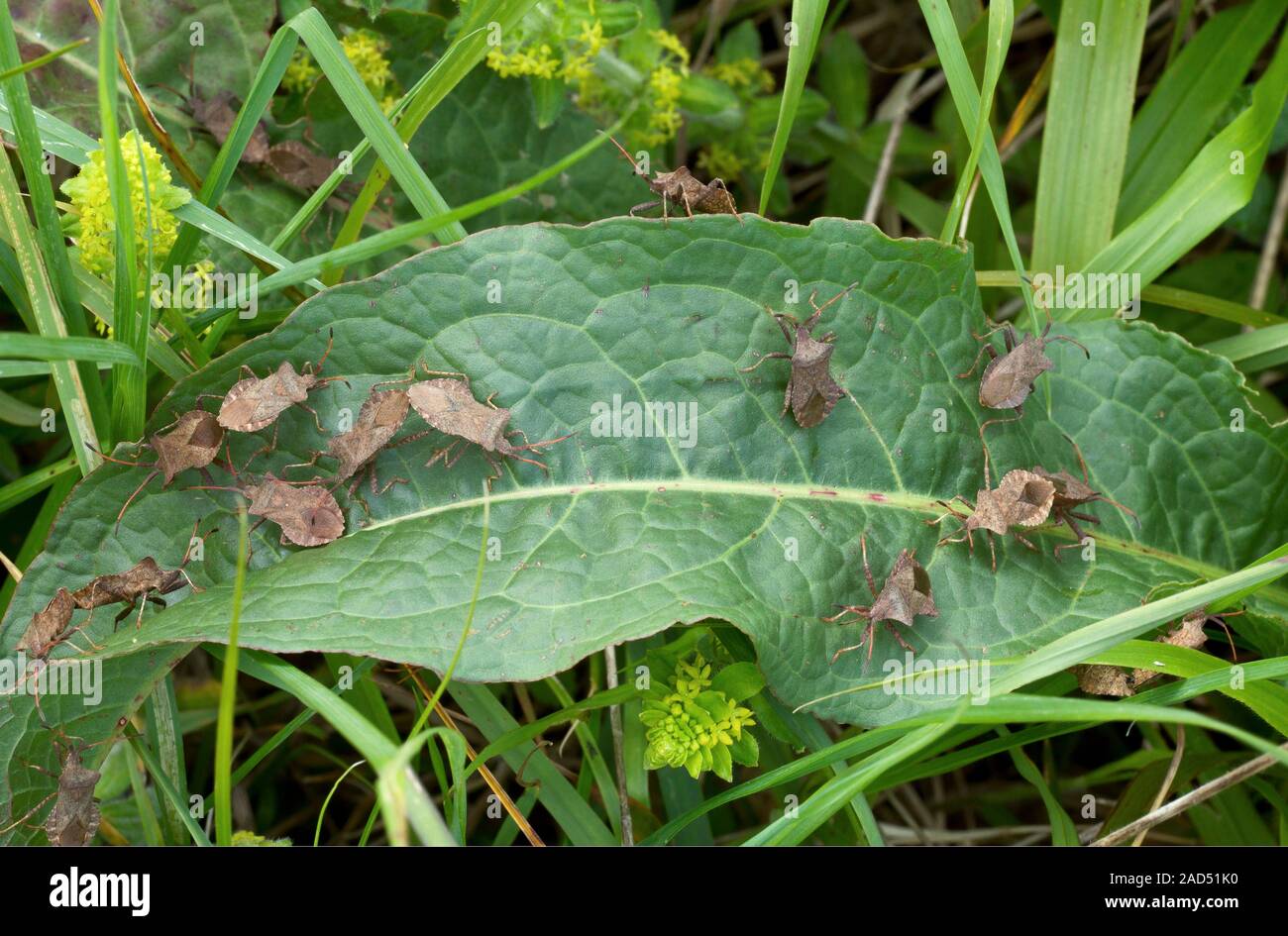 Dock bugs (Coreus marginatus) on dock (Rumex sp.) leaf. Dock bugs, or ...