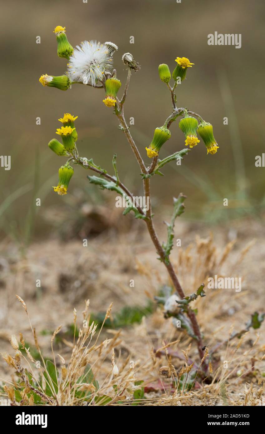 Groundsel (Senecio vulgaris) flowers and seed heads Stock Photo - Alamy