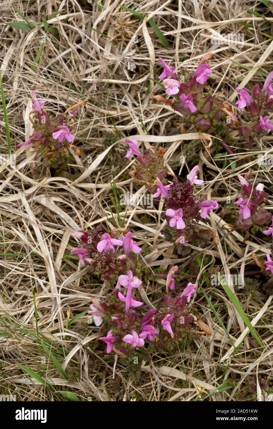 Common lousewort (Pedicularis sylvatica) in flower in boggy ground ...