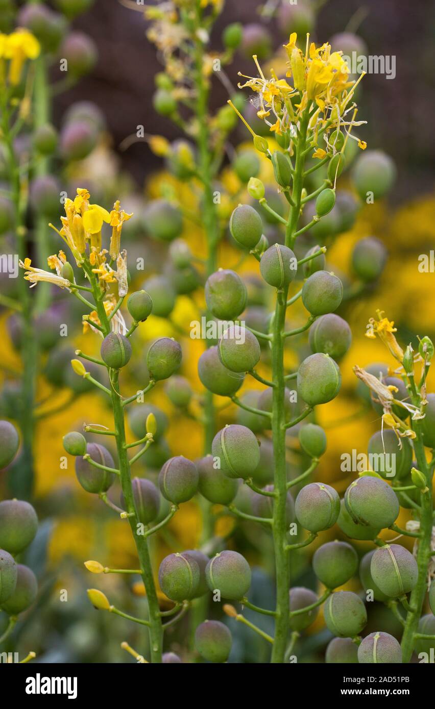 Bladderpod (Alyssoides utriculata) in flower and fruit on limestone ...