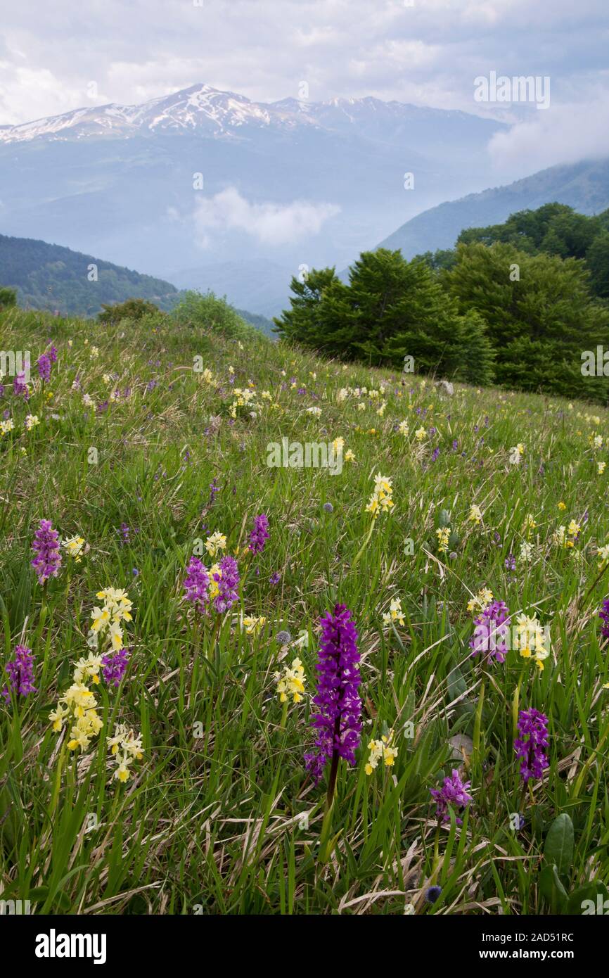 Orchids on mountain hillside. Few-flowered orchids (Orchis colemanii ...