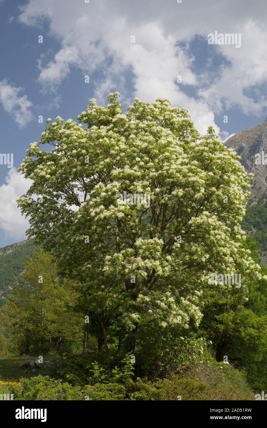 Manna ash (Fraxinus ornus) tree in flower. Photographed in Val Fondillo ...