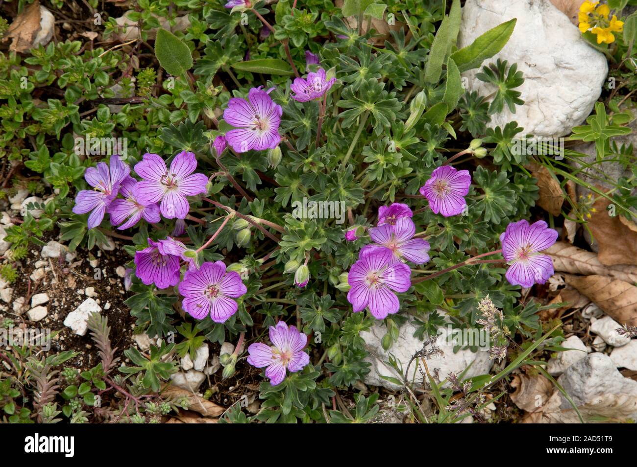 Apennine cranesbill (Geranium austroapenninum) in flower. Photographed ...