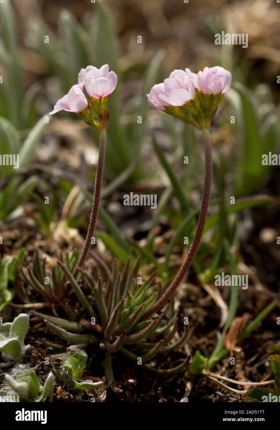 Rock jasmine (Androsace carnea) in flower on acid soil. Photographed at ...