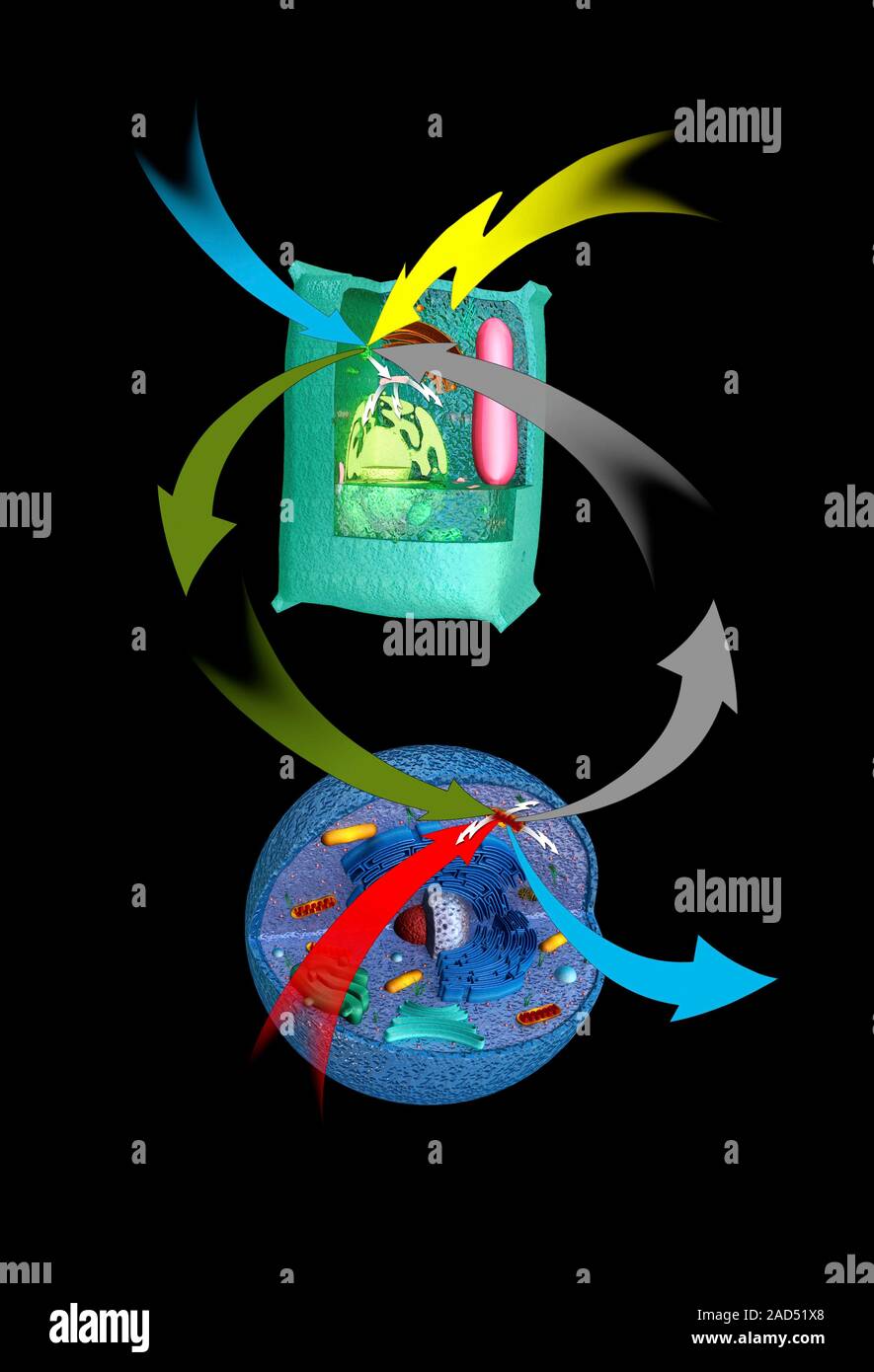Cellular respiration, plants and animals. Illustration of the ...