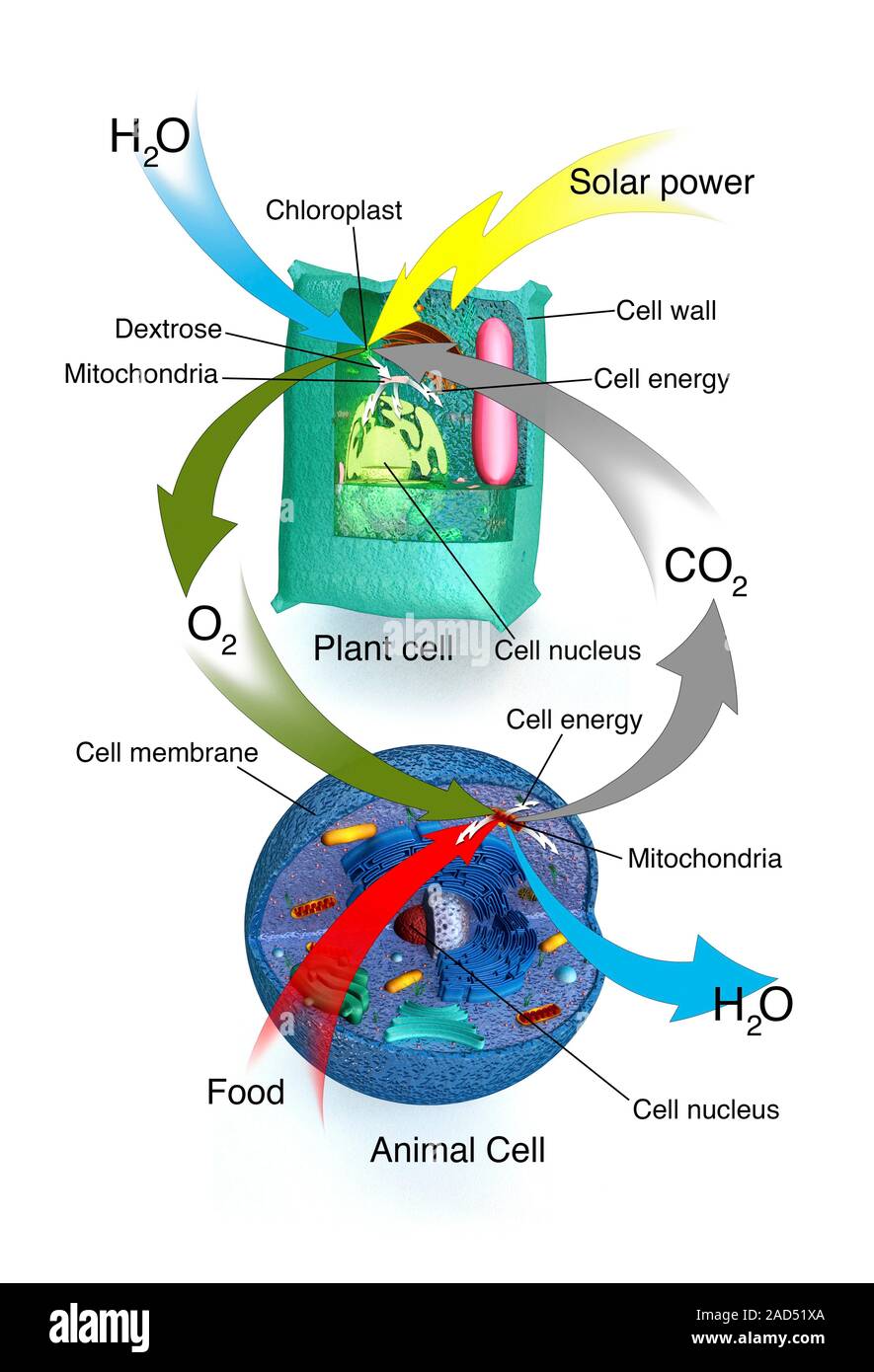 Cellular respiration, plants and animals. Illustration of the ...