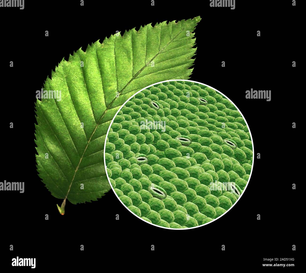 Plant leaf and stomata, illustration. The inset shows the cells of the ...