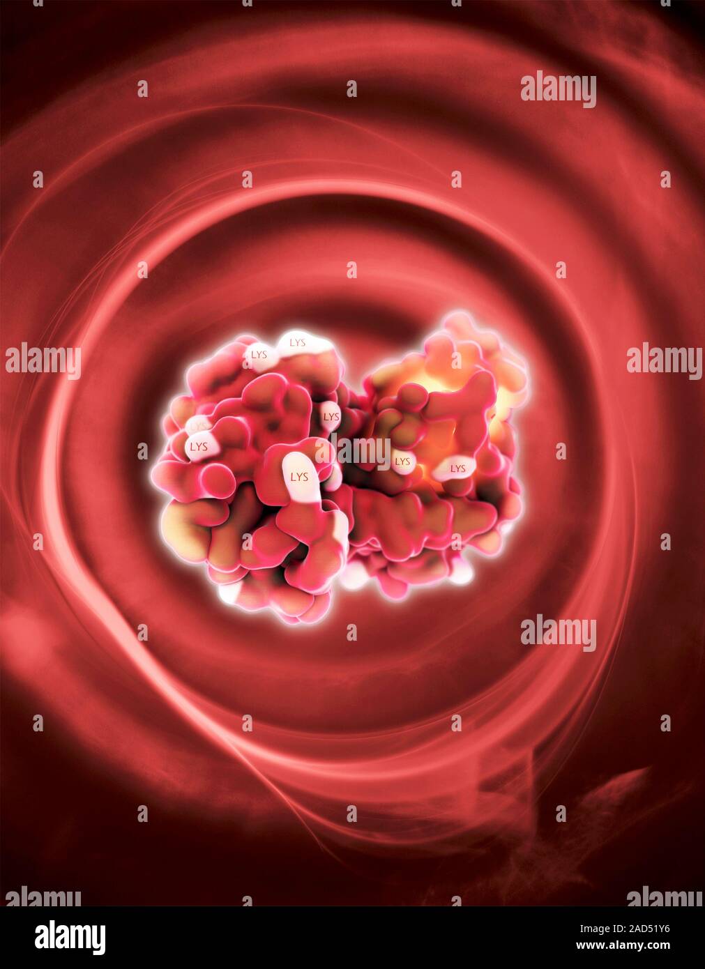 Lysozyme enzyme, molecular model. Lysozyme is an anti-bacterial enzyme ...