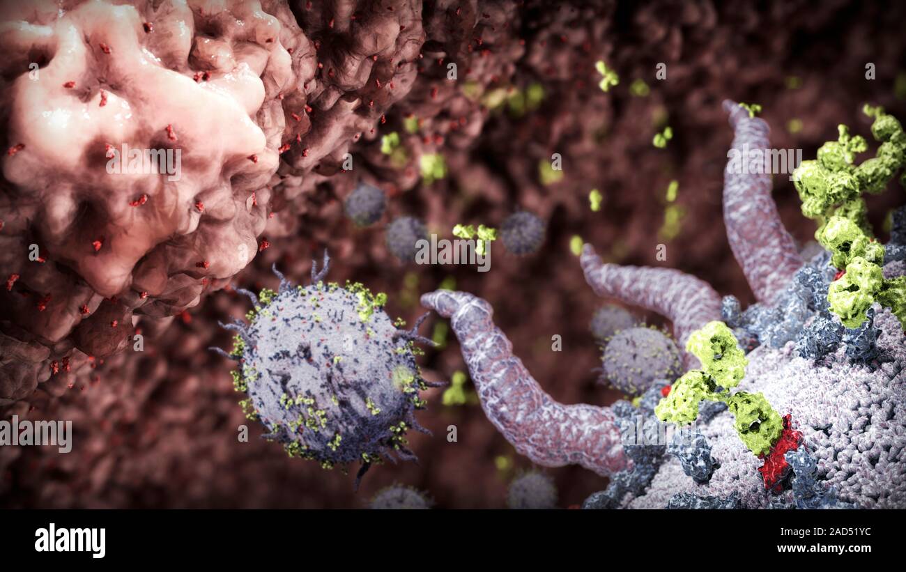 T-cells attack cancer cell. Illustration of T-cell (purple) attacking a ...