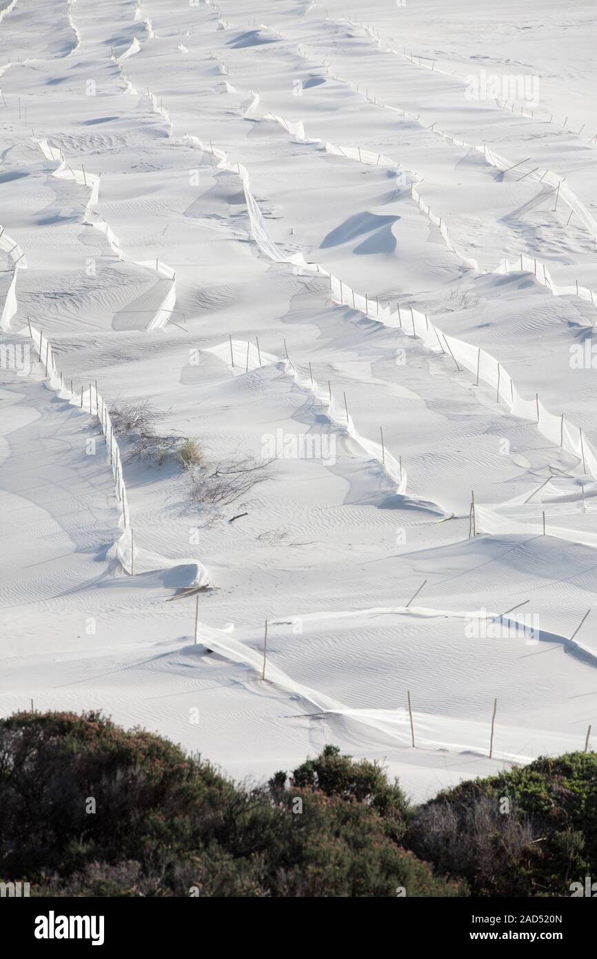 Sand dune rehabilitation. View over fences built to help prevent the ...