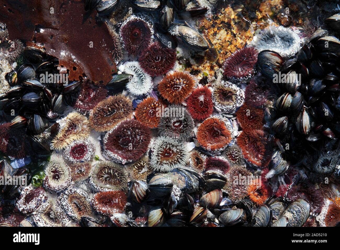 Sandy anemone (Bunodactis reynaudi) on a beach. This sea anemone is ...