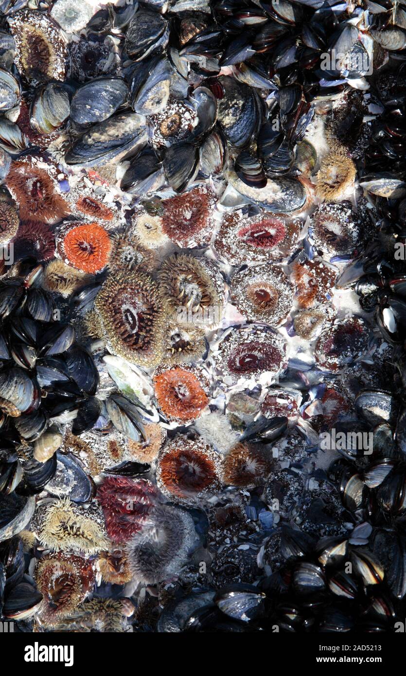 Sandy anemone (Bunodactis reynaudi) on a beach. This sea anemone is ...