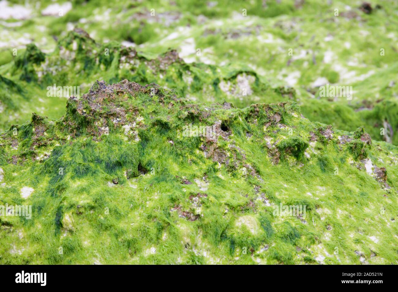 Seaweed at low tide. Close-up of seaweed exposed on a beach during low ...