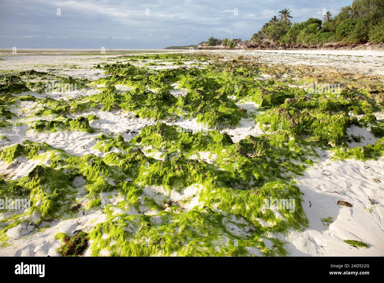 Seaweed at low tide. View over seaweed exposed on a beach during low ...