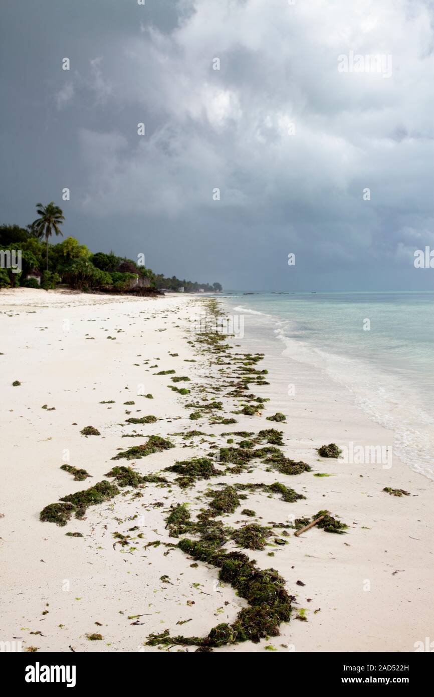 Storm over a beach. View across a seaweed-strewn beach towards an ...