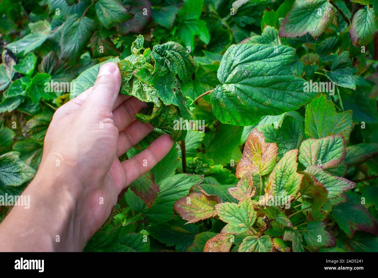 Damaged tree. Holes in green leaves. Currant leaf pest infested Stock ...