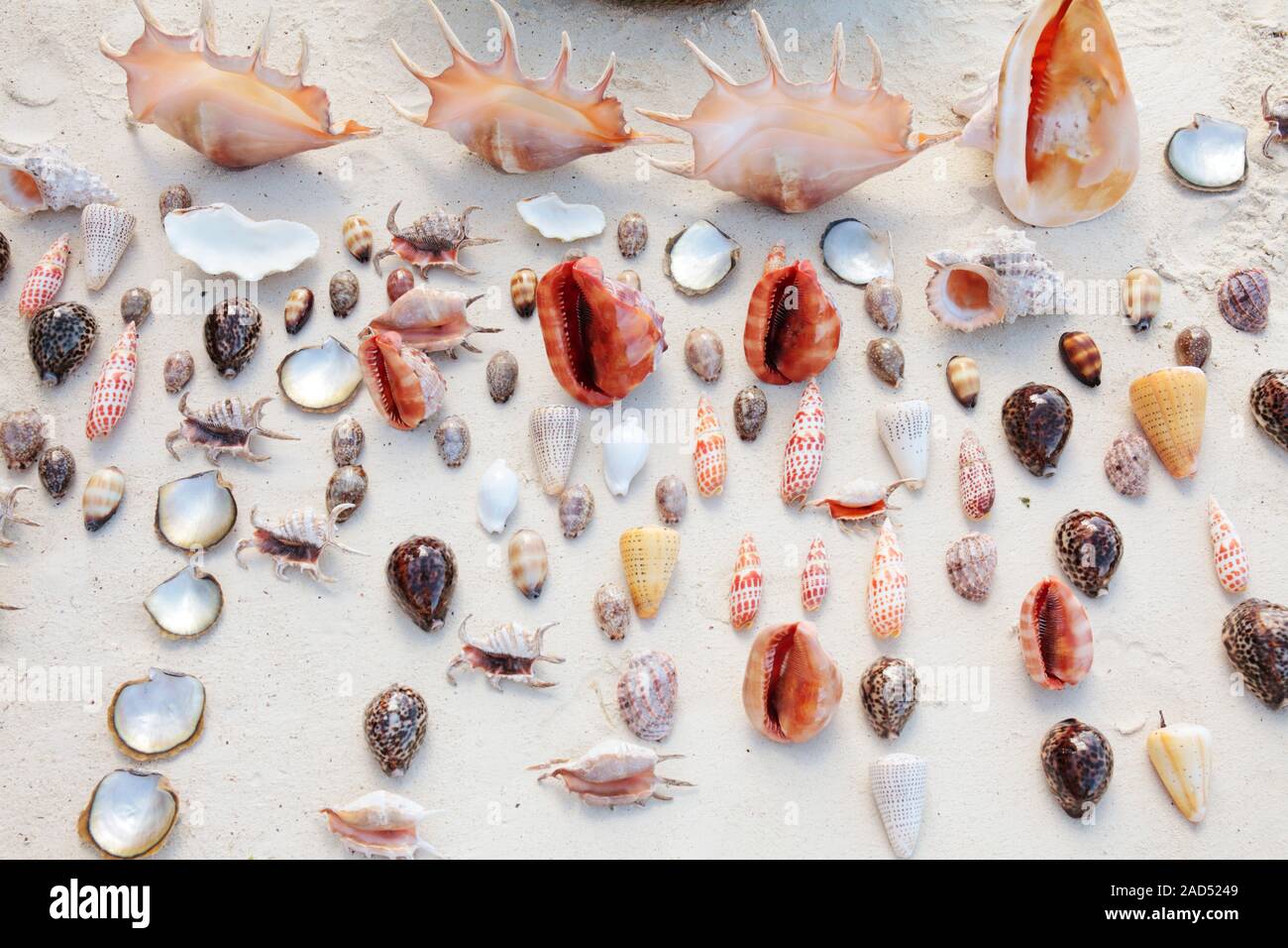 Sea shells for sale. Assortment of sea shells being sold on a beach in ...