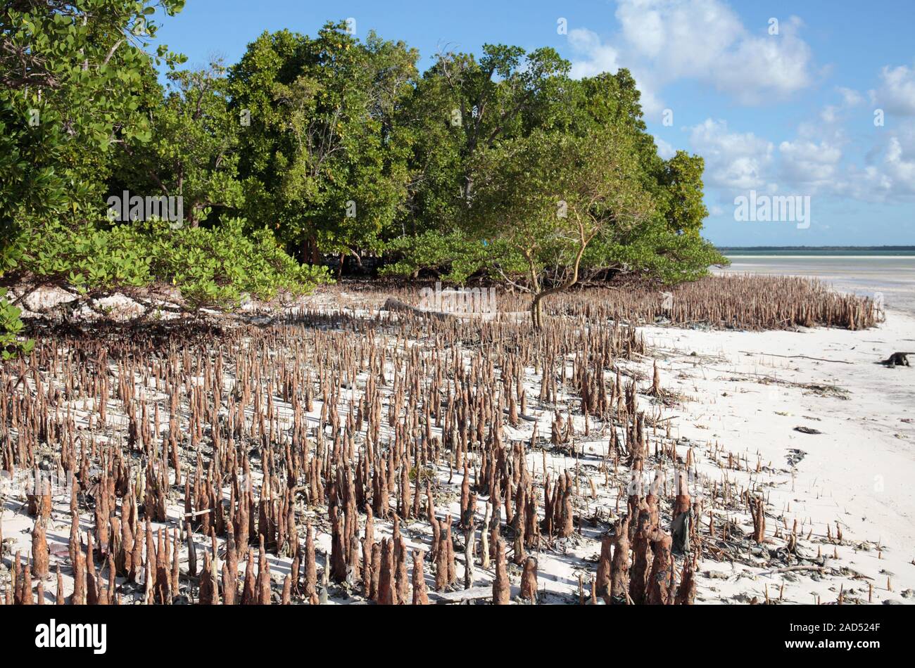 Mangroves at low tide. Coastal mangrove trees at low tide, showing ...