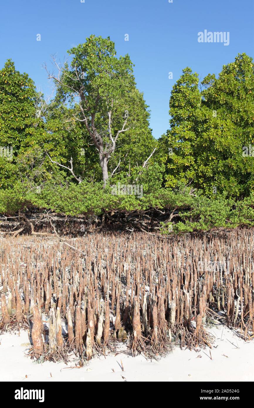 Mangroves at low tide. Coastal mangrove trees at low tide, showing ...