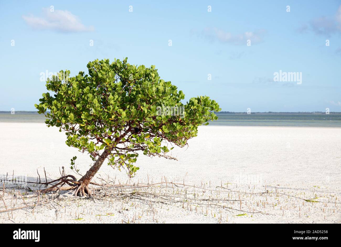 Mangrove at low tide. Coastal mangrove tree at low tide, showing their ...