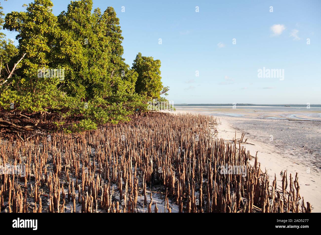 Mangroves at low tide. Coastal mangrove trees at low tide, showing ...