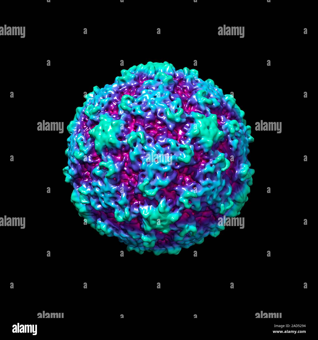 Human rhinovirus, molecular model. This virus consists of a protein capsid (multicoloured ...