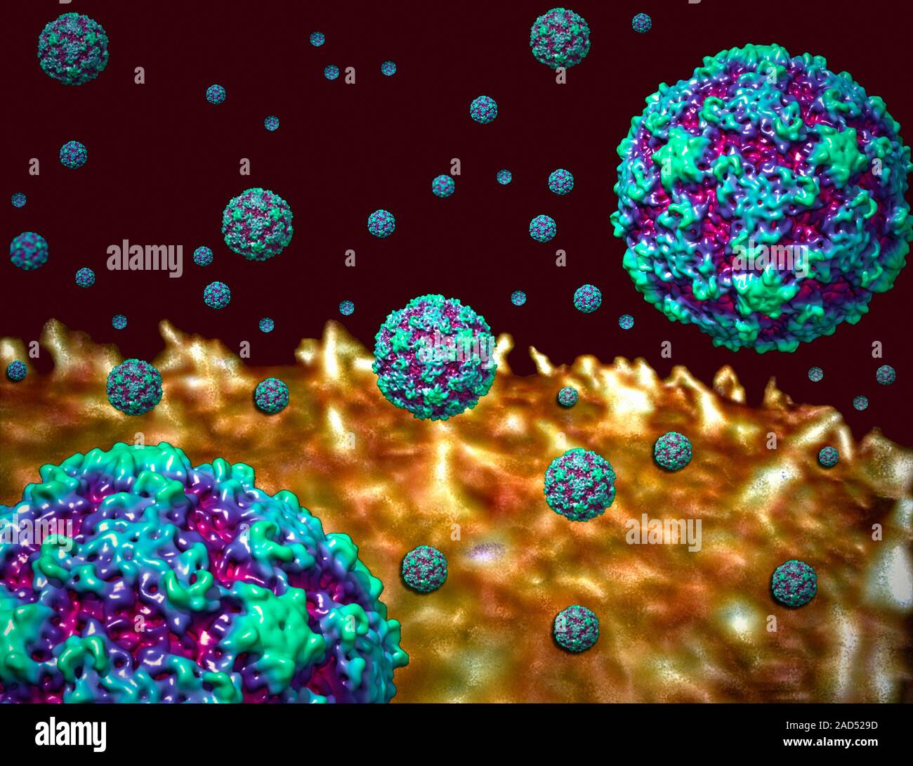 Human rhinovirus particles attacking the surface of a cell (brown) of the upper respiratory ...