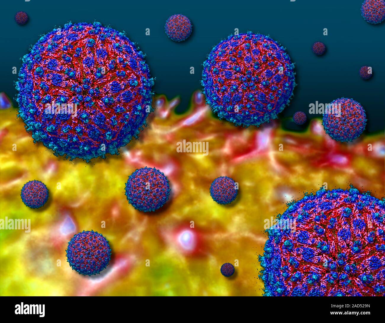 Zika virus particles infecting a cell (yellow), computer illustration ...