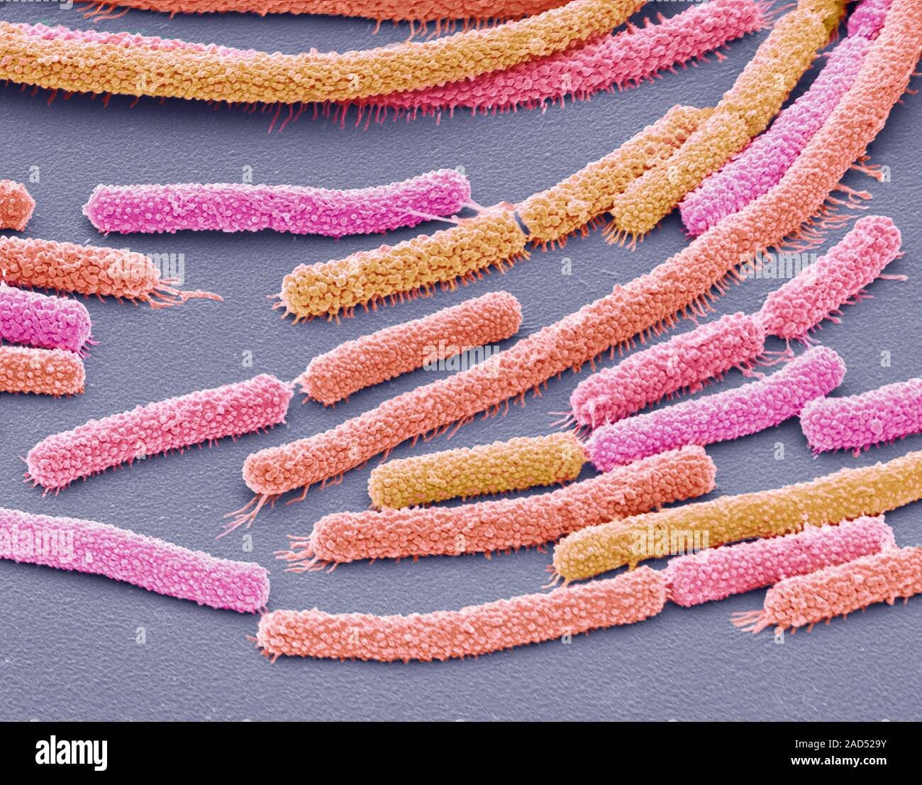 Bacillus megaterium bacterial colony, coloured scanning electron ... Bacillus megaterium bacterial colony, coloured scanning electron ...