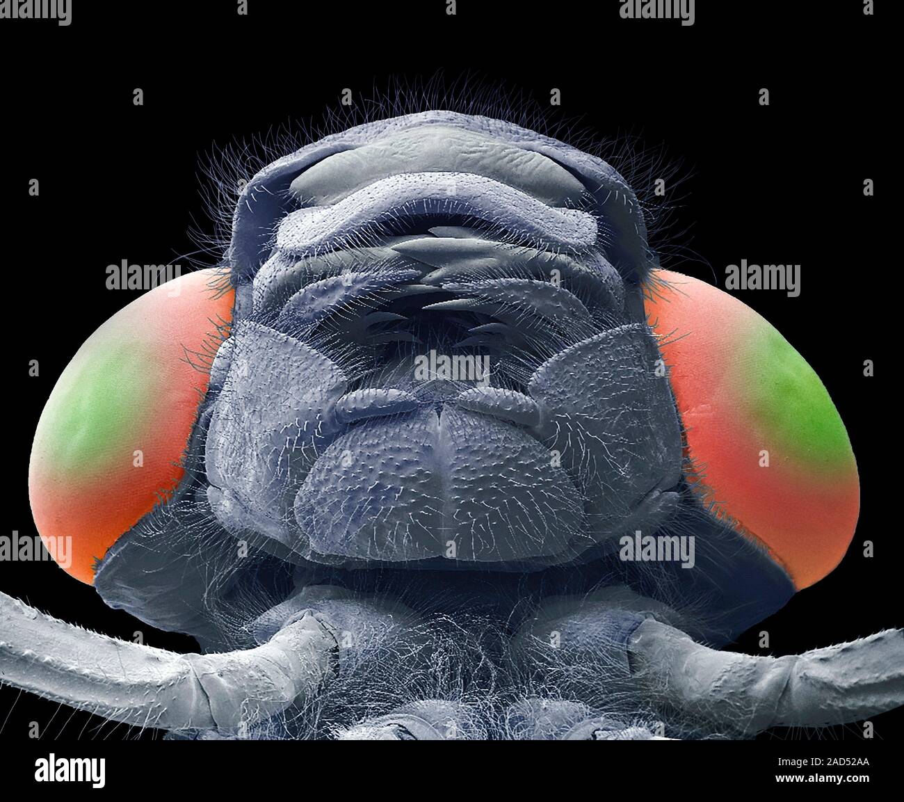 Dragonfly head. Colured scanning electron micrograph (SEM). Dragonflies ...