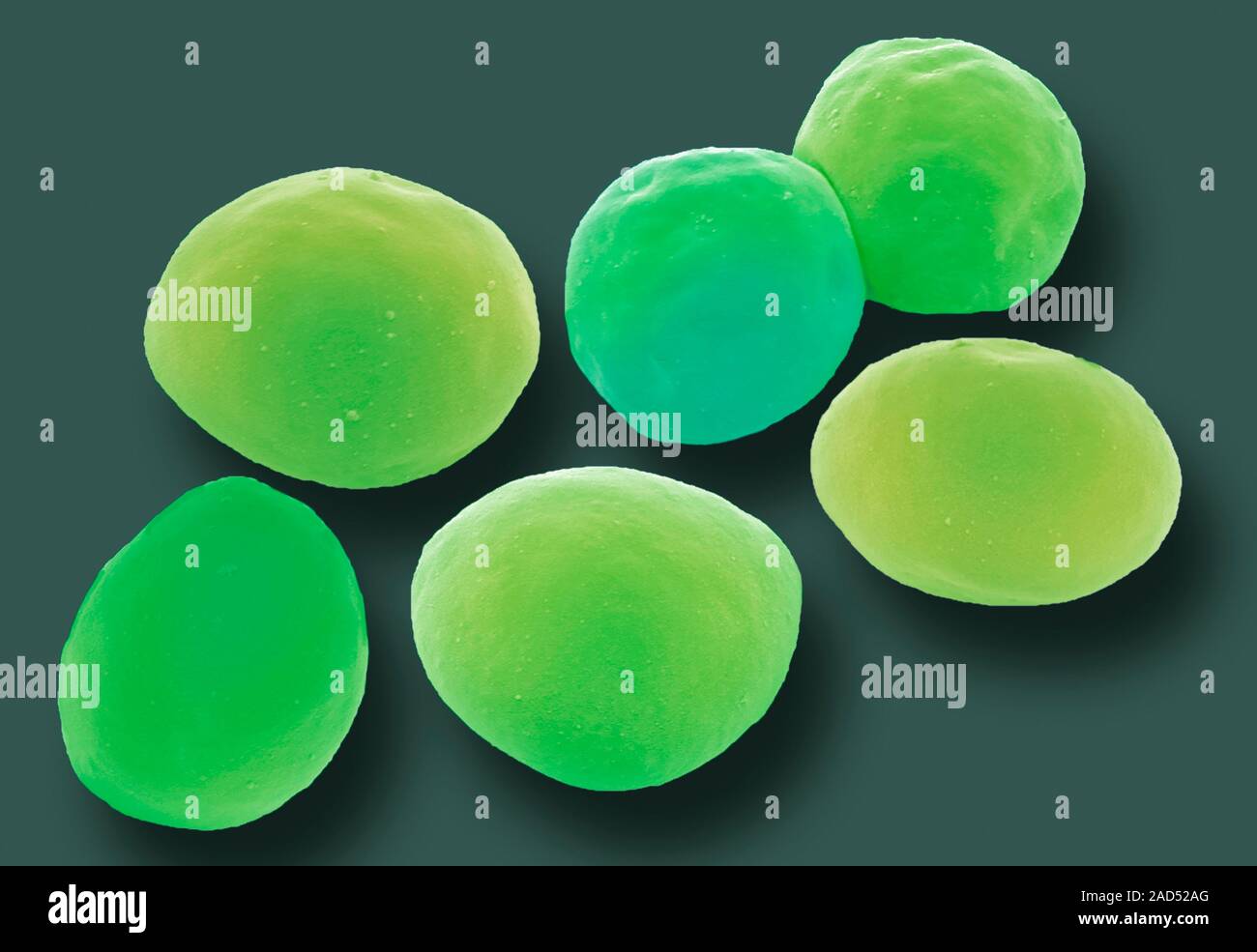 Chlorella. Scanning electron micrograph (SEM). Chlorella is a genus of ...